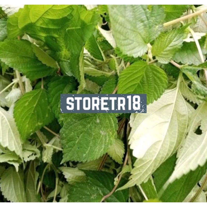 Jual Daun Jelatang Daun Gatal Atau Daun Pulus Segar 250 Gram | Shopee ...