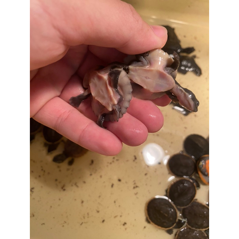 Jual Kura kura Dada Pink Dapink 3-4 Cm Grade A | Shopee Indonesia