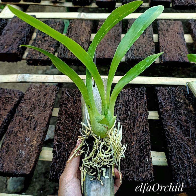 Jual Anggrek Macan, Grammatophyllum scriptum,spesies | Shopee Indonesia