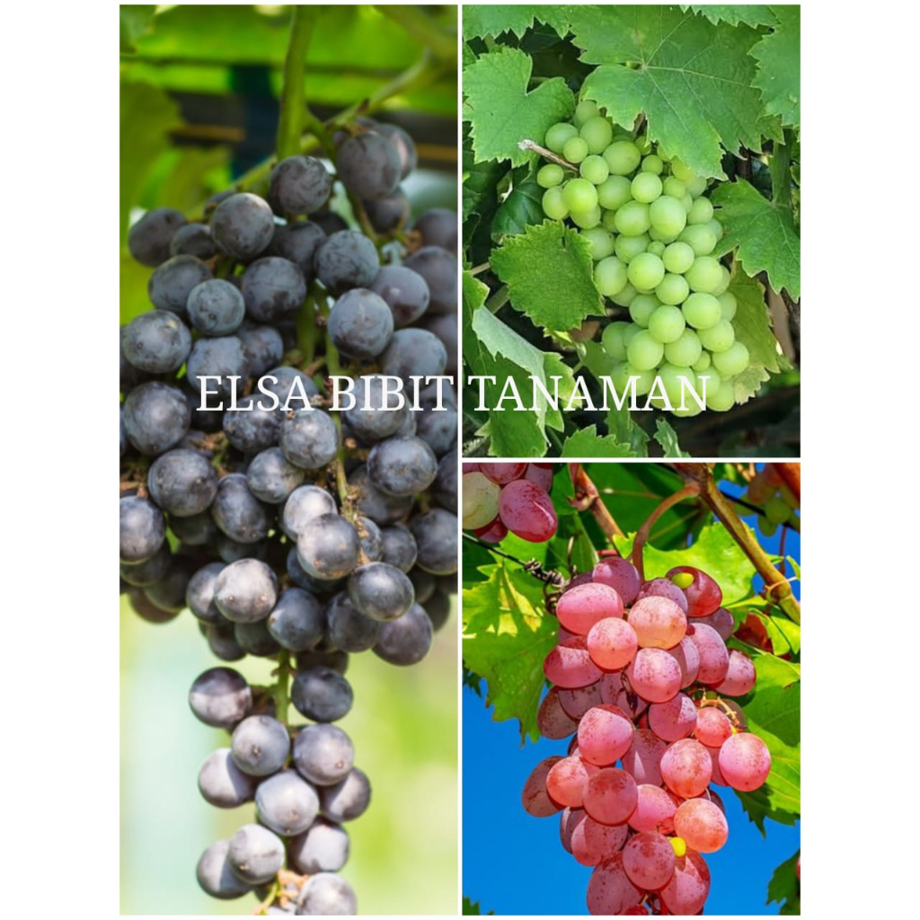 Jual BIBIT ANGGUR 1 PAKET ISI 3 JENIS ANGGUR (MERAH, HIJAU, HITAM ...