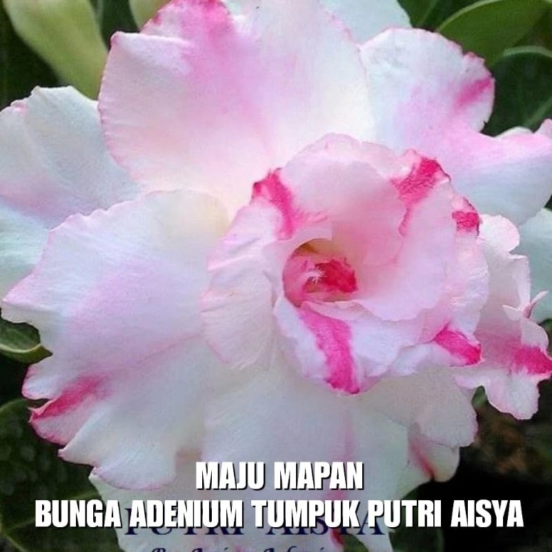 Jual BUNGA ADENIUM TUMPUK PUTRI AISYA | Shopee Indonesia