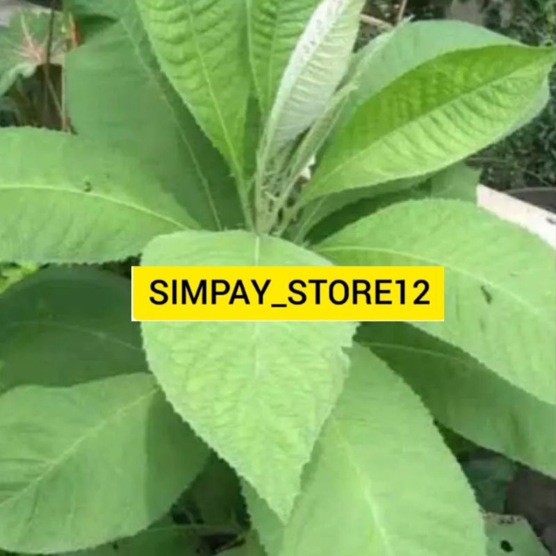 Jual Daun sembung 250gram fresh daun sembung segar langsung petik fresh ...