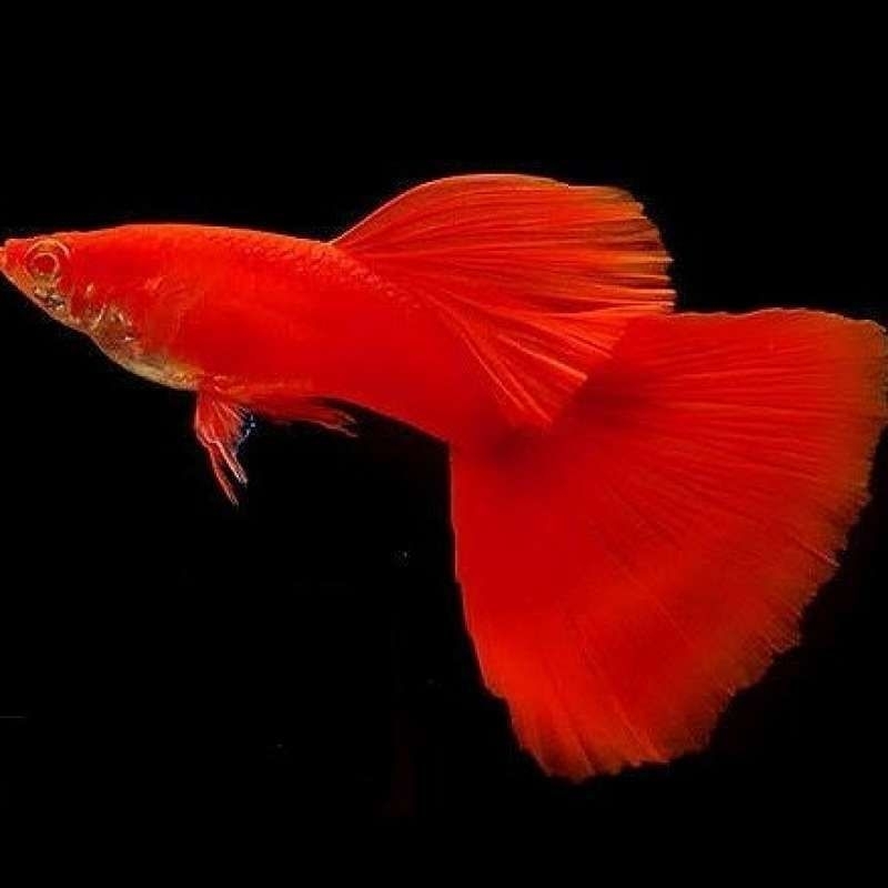Jual Ikan Guppy Albino Full Red / Ikan Hias Guppy Merah Albino / Ikan Aquascape Aquarium Ikan ...