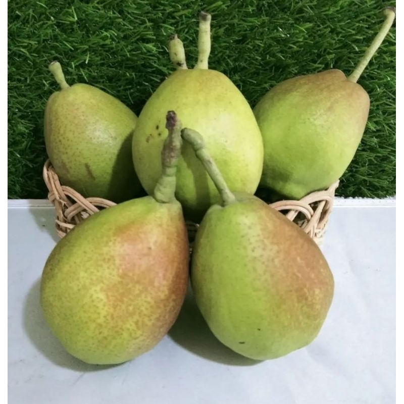Jual Pear Xianglie 1 Kg | Shopee Indonesia