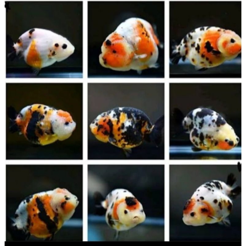 Jual Pakan koki rancu lion Hade 4-5cm | Shopee Indonesia