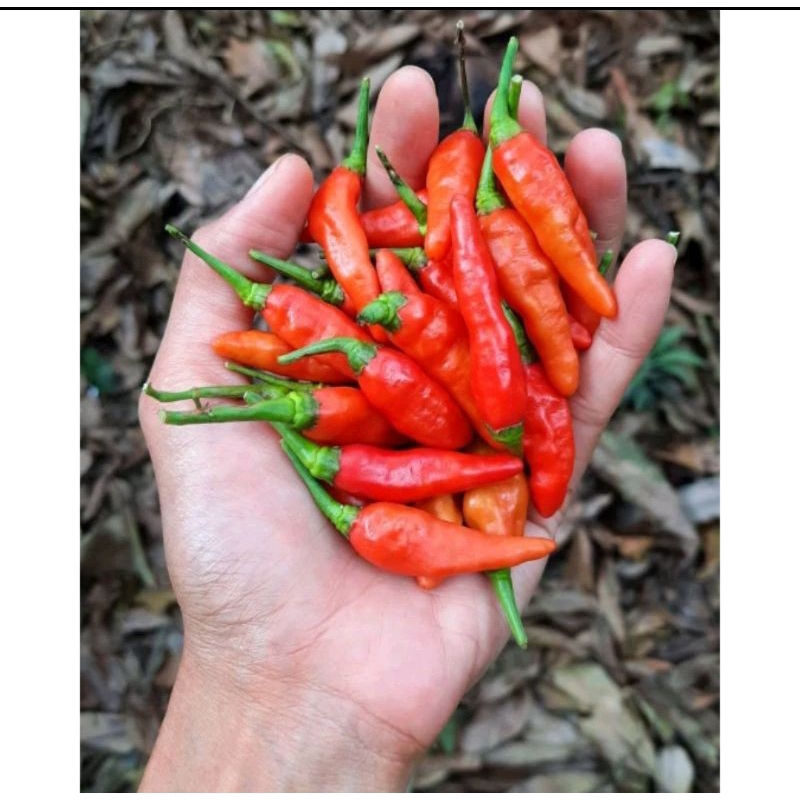 Jual Cabe rawit merah/ cabai setan 500g/1000g | Shopee Indonesia