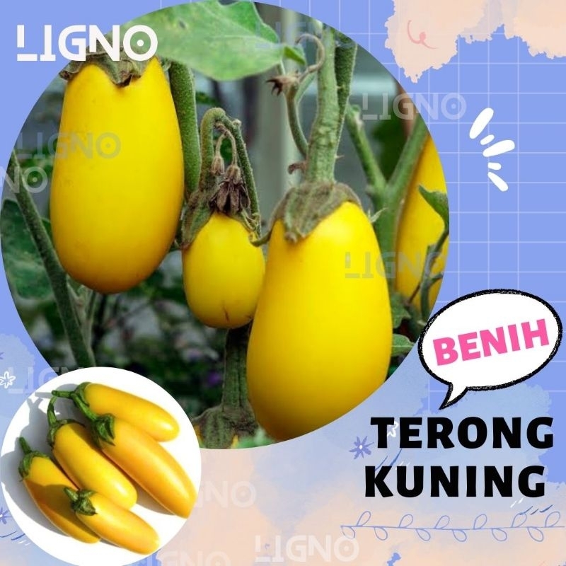 Jual Benih TERONG KUNING (isi-30) - Biji Bibit Sayur | Shopee Indonesia