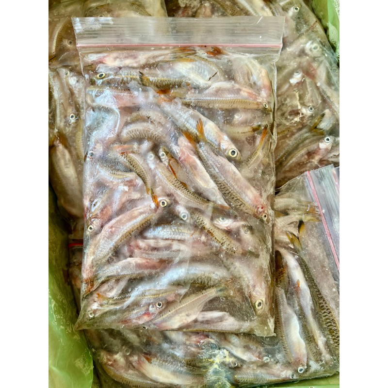 Jual ikan seluang | Shopee Indonesia