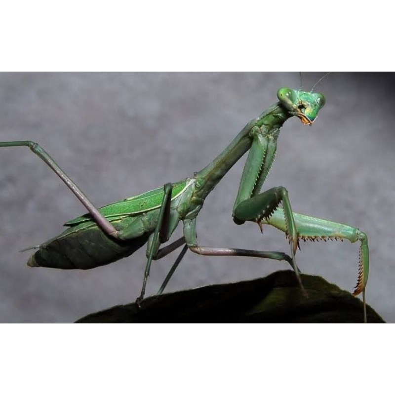 Jual Belalang sembah /congcorang | Shopee Indonesia