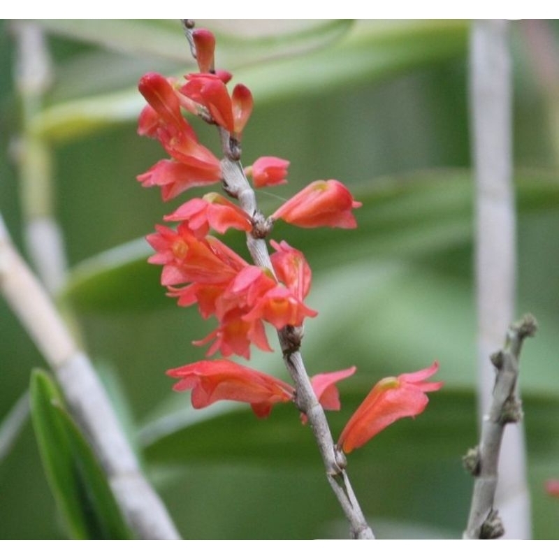 Jual anggrek dendrobium faciferum sp ntt ( merpati merah) | Shopee ...