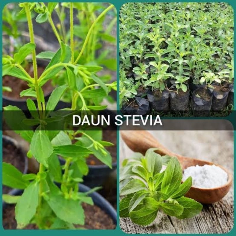 Jual bibit tanaman stevia daun manis / Tanaman herbal daun min ...