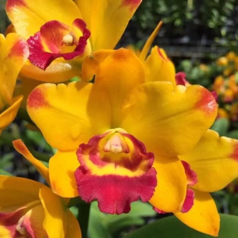 Jual Cattleya jin pin beauty | Shopee Indonesia