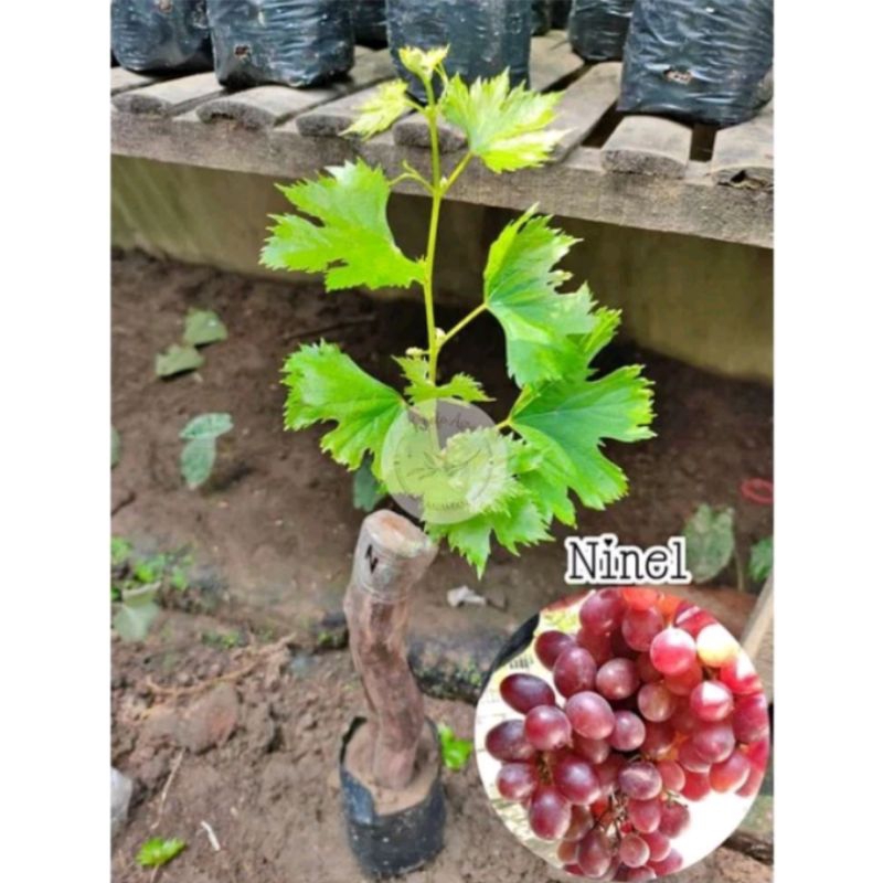 Jual Bibit anggur ninel hasil grafting super genjah | Shopee Indonesia