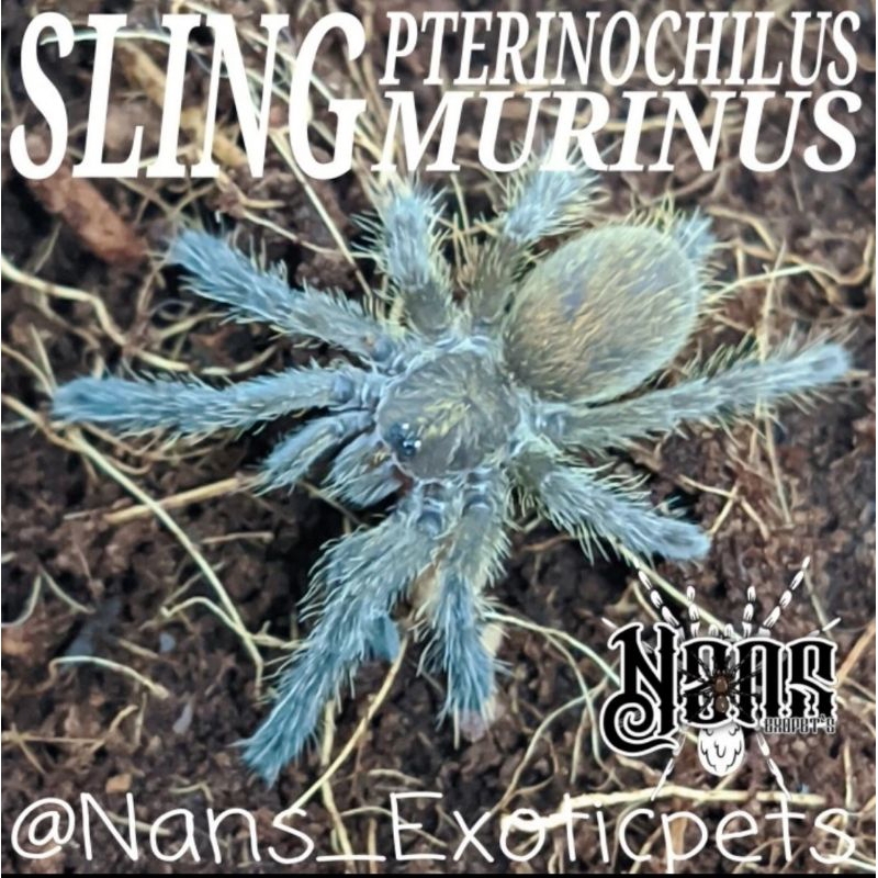 Jual Pterinochilus Murinus Sling (OBT) | Shopee Indonesia