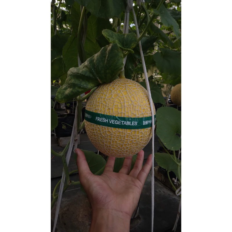 Jual Melon Inthanon (Golden emerald melon sultan) | Shopee Indonesia