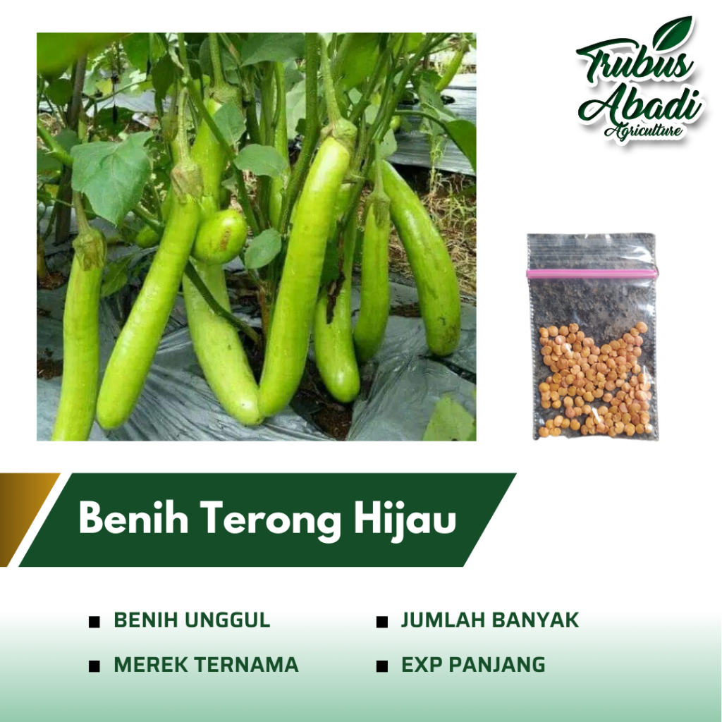 Jual Benih Bibit Terong Hijau Panjang Kemasan Repack - Benih Sayuran ...