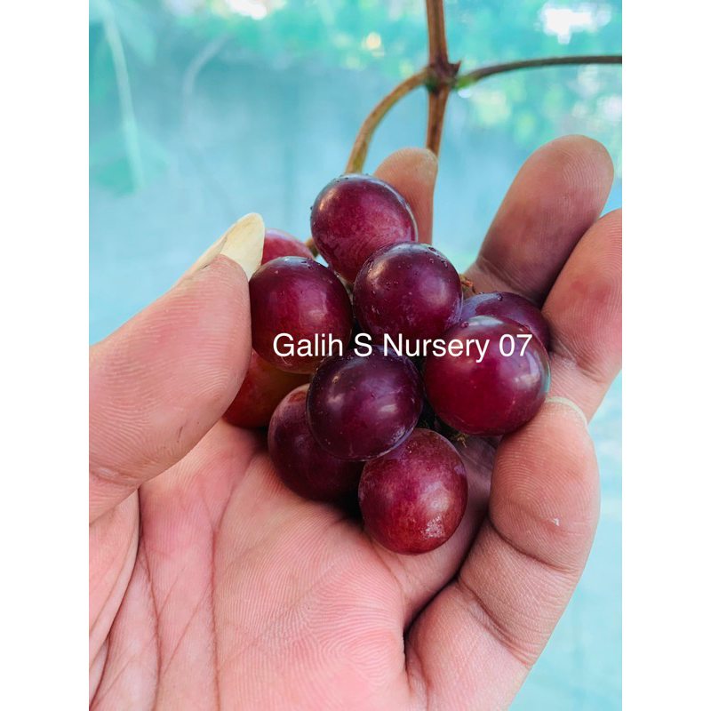 Jual Fujiminori Tanaman Anggur Import Premium Dari Japan | Shopee Indonesia