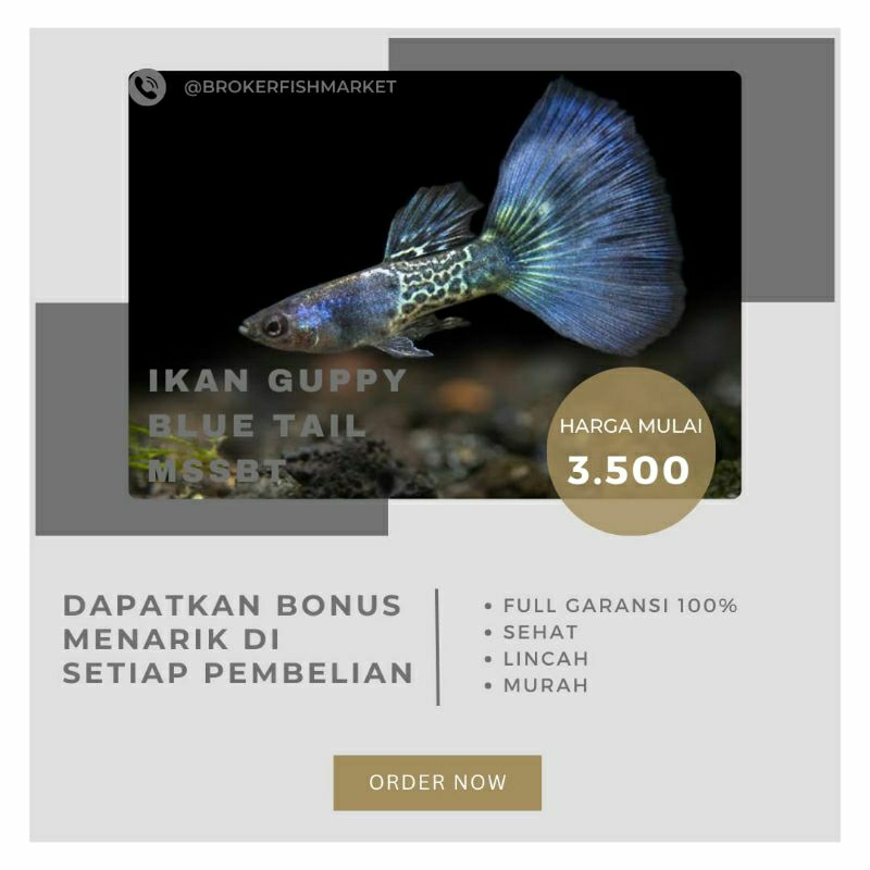 Jual Packing Styrofoam Guppy Metal Snake Skin Blue Tail | Shopee Indonesia