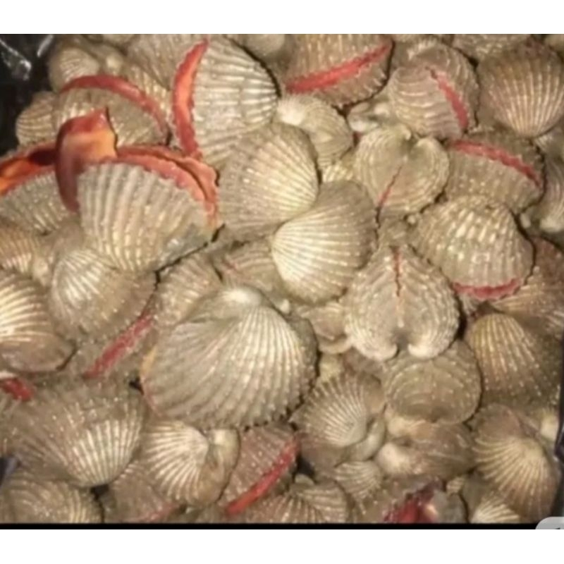 Jual kerang dara kupas / kerang hijau kupas / kerang hijau segar ...