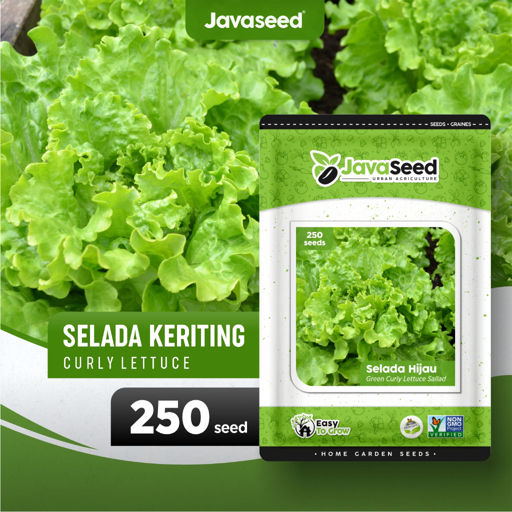 Jual JAVASEED - Benih Selada Keriting Hijau Green Lettuce Grand Rapids 250 Benih | Shopee Indonesia