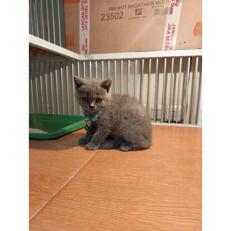 Jual kitten kucing BSH british short hair blue (blue) | Shopee Indonesia