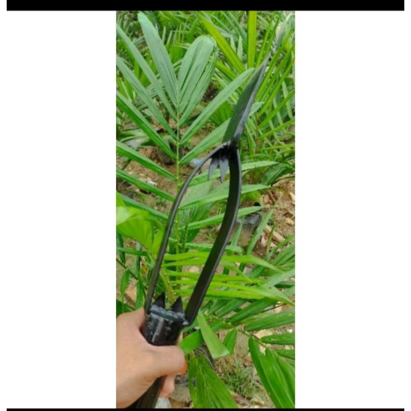 Jual Kastrasi Alat Panen kelapa sawit | Shopee Indonesia