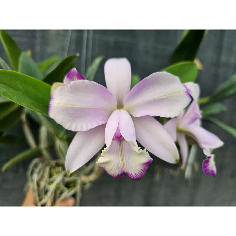 Jual Anggrek cattleya Mini purple coerulea x Nobilior coerulea | Shopee ...