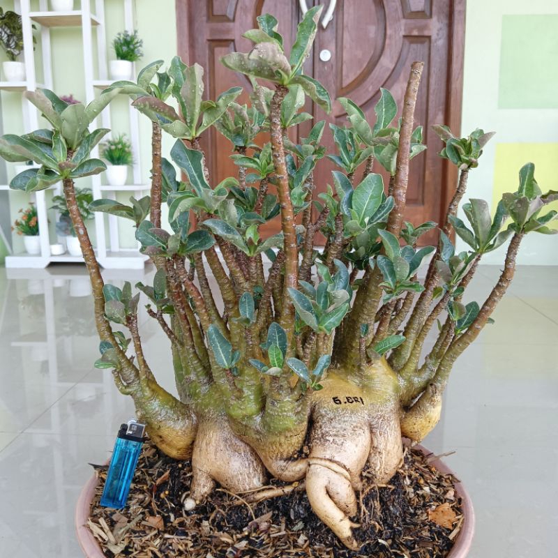 Jual Adenium ID. GODJI ORI ( size jumbo ) | Shopee Indonesia