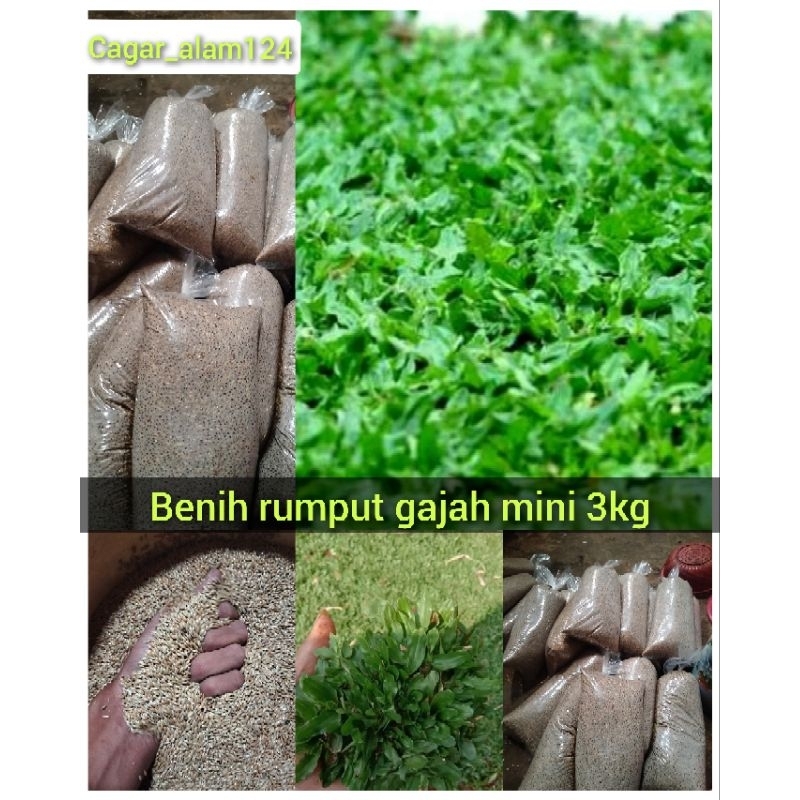 Jual benih rumput gajah mini 3kg | Shopee Indonesia