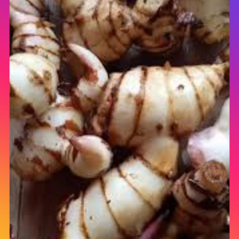 Jual jual buah ganyol super pulen enak harga promo 1kg | Shopee Indonesia