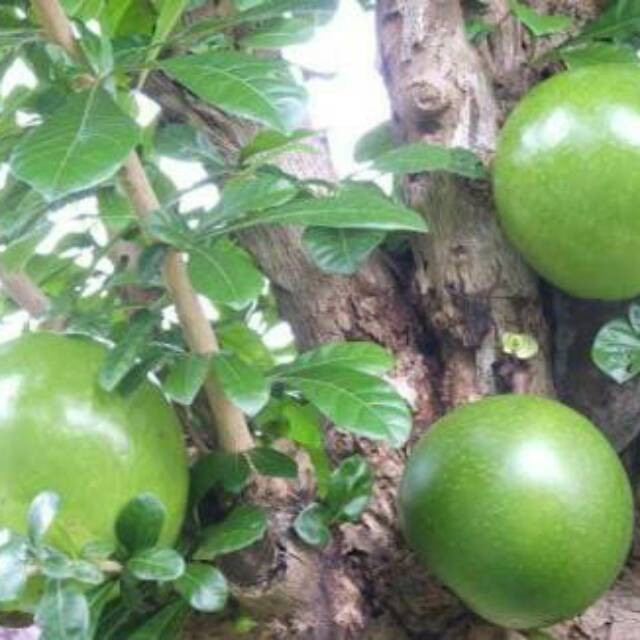 Jual Buah maja,buah berenuk ,calabash,buah herbal kaya manfaat,perbuah ...