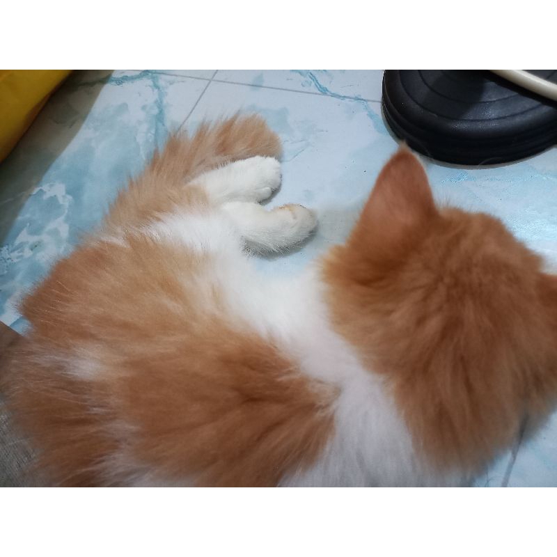 Jual KUCING JANTAN PERSIA KUCING OREN KUCING OYEN KITTEN | Shopee Indonesia