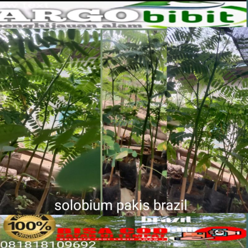 Jual bibit solobium parahiba pakis brazil 100%original | Shopee Indonesia