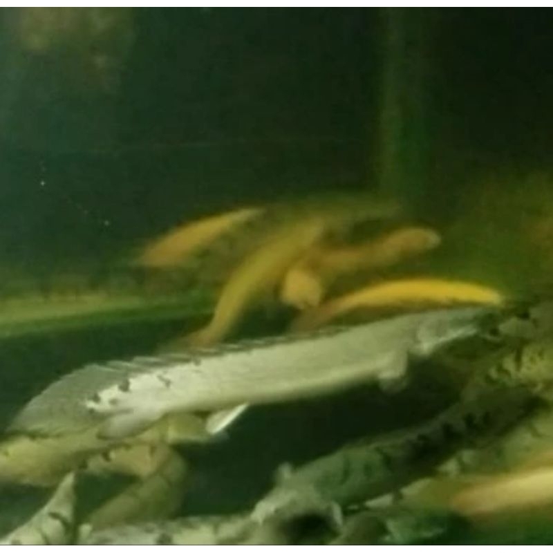 Jual Delhezi lessmark / less mark | Shopee Indonesia