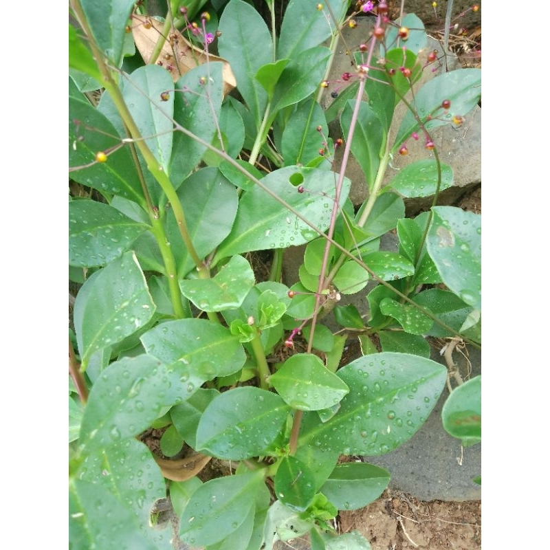 Jual DAUN GINSENG SEGAR 500 GRAM / DAUN GINSENG JAWA / GINSENG JAWA ...