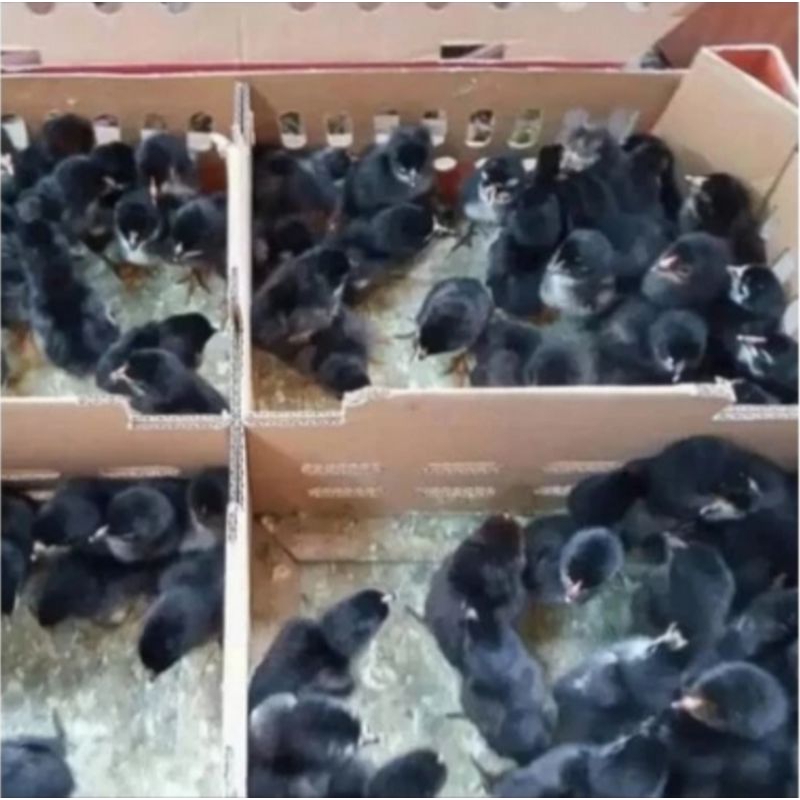 Jual Doc Anak Ayam Kampung KUB 1 Box Isi 102 Ekor | Shopee Indonesia