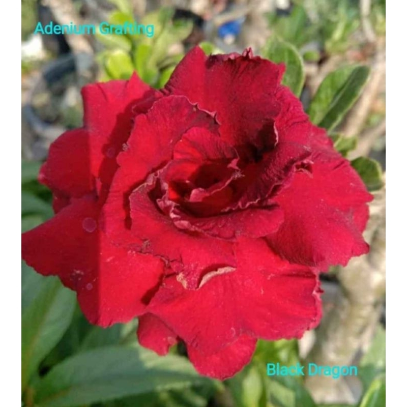 Jual ADENIUM GRAFTIN BLACK DRAGON | Shopee Indonesia