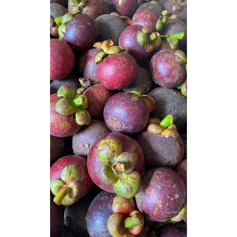 Jual Buah Manggis 1kg | Shopee Indonesia