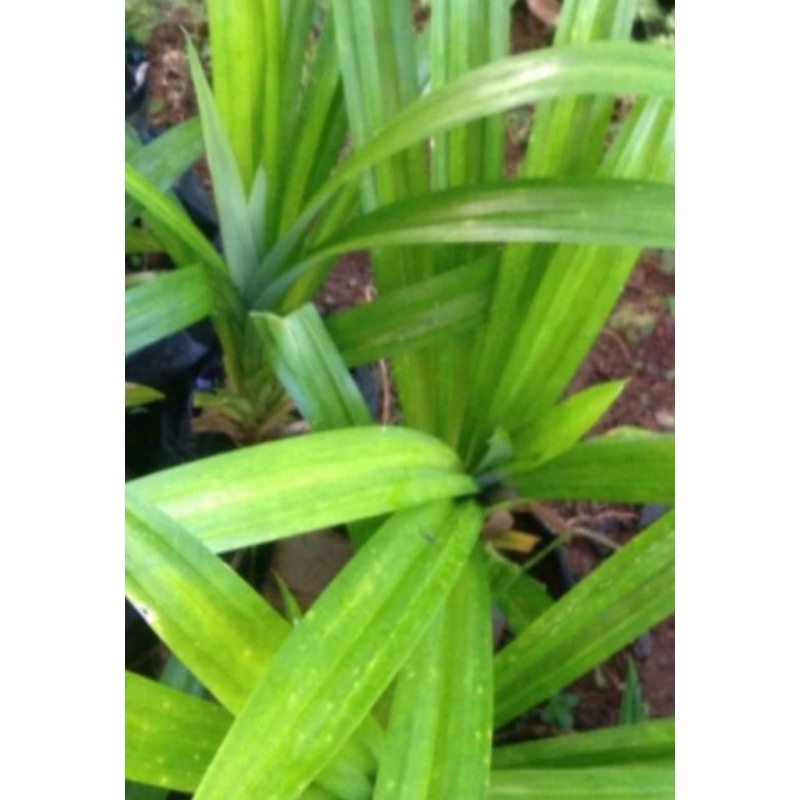 Jual daun pandan | Shopee Indonesia