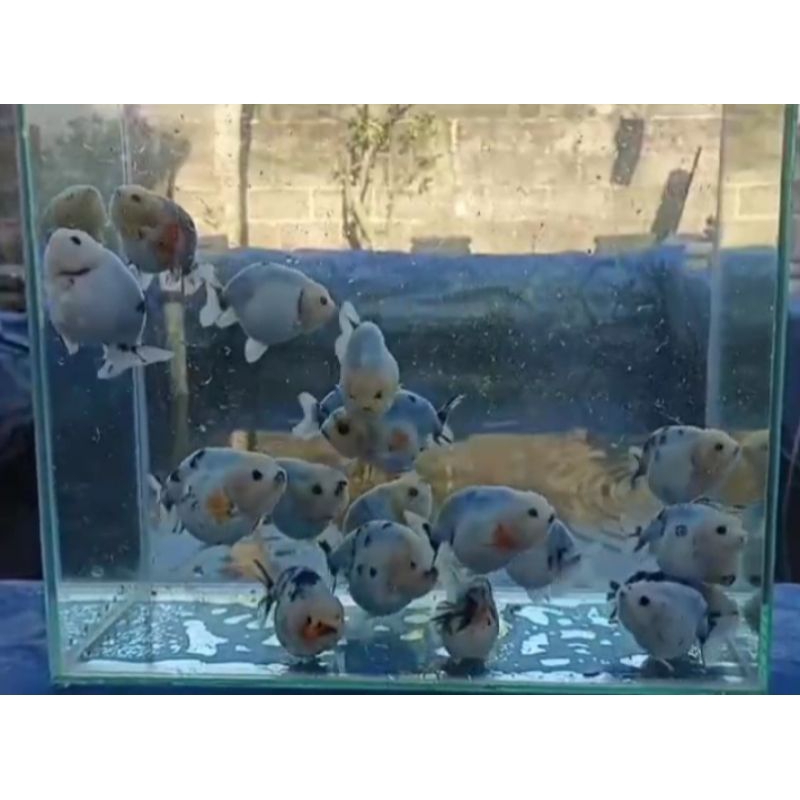 Jual Ikan Mas koki Ranchu sapi | Shopee Indonesia