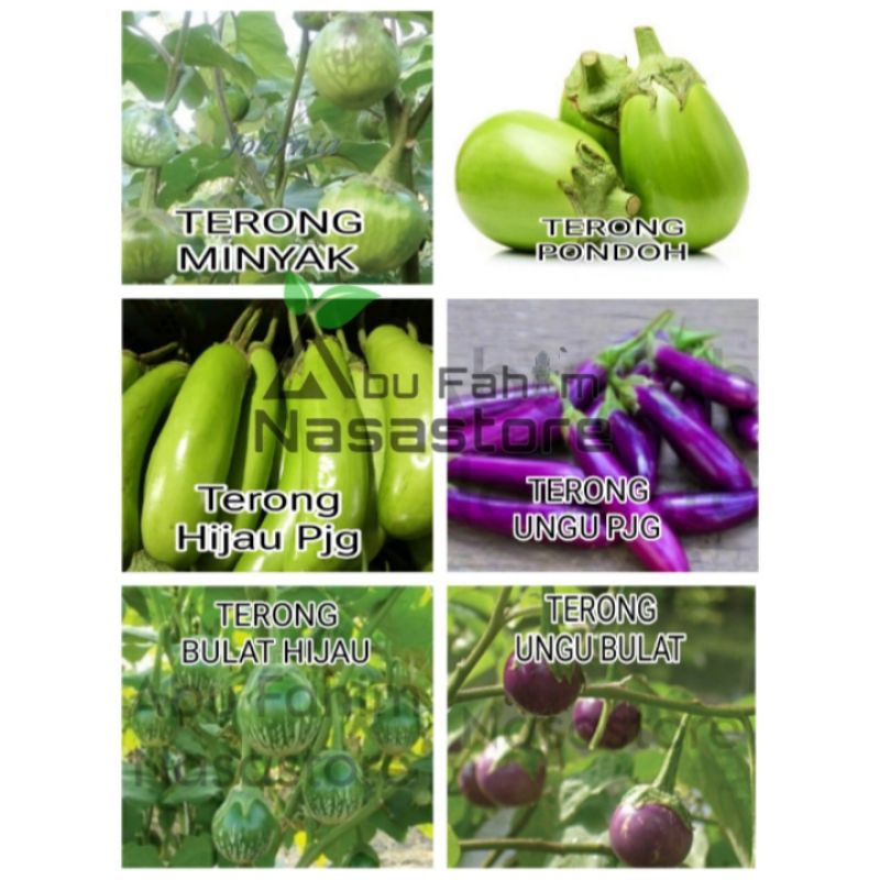 Jual 1 PAKET BIBIT TERONG ISI 6 MACAM JENIS TERONG/BENIH UNGGUL ...