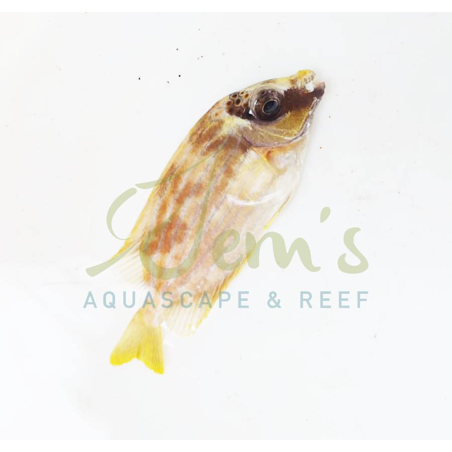Jual Ikan Air Laut Semadar Liris (Decorated Rabbitfish) | Shopee Indonesia