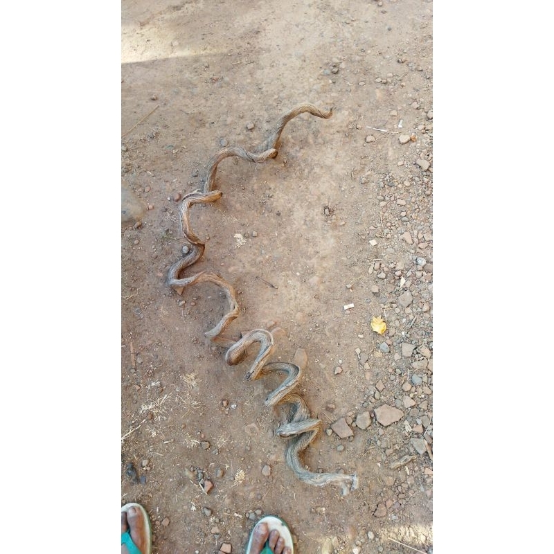 Jual Akar Trinil unik akar sisilia unik akar kayu unik akar trinil ...