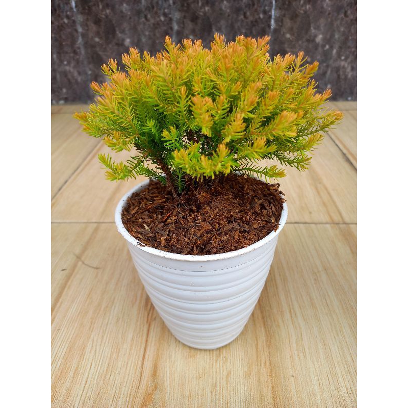 Jual Pesanan Cemara Variegata dengan pot | Shopee Indonesia