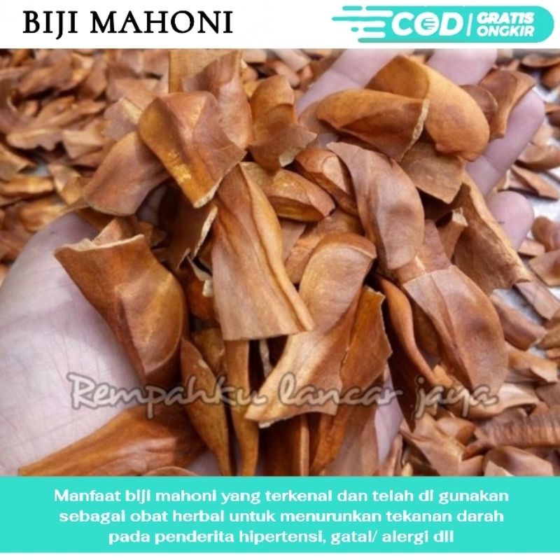 Jual RL Biji Mahoni kering 1kg Murni SUPER | Shopee Indonesia