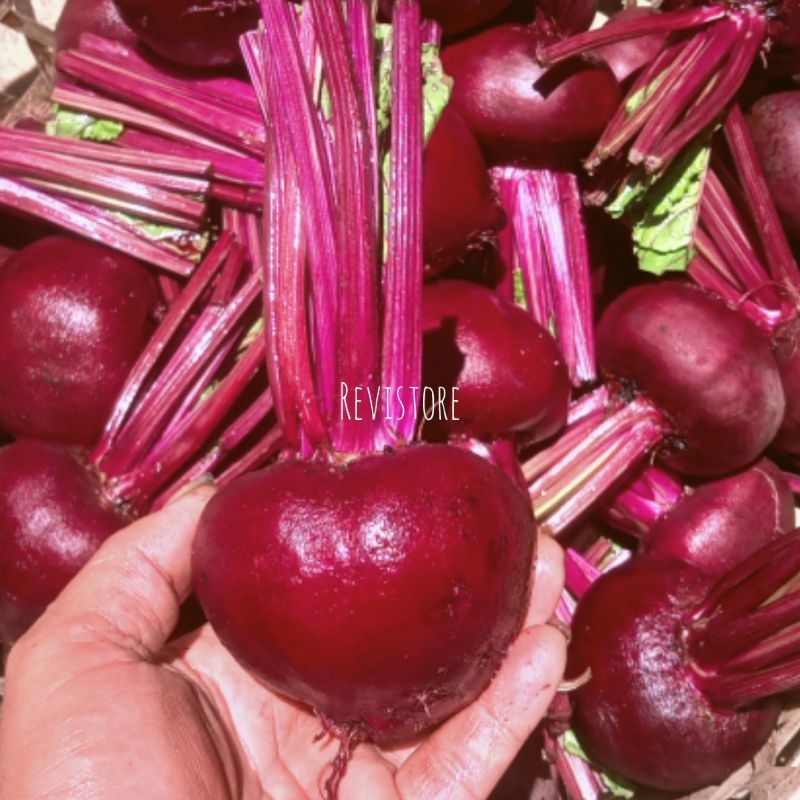 Jual Buah Bit Organik Fresh 1Kg | Shopee Indonesia