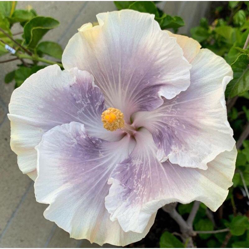 Jual NEW!!! TANAMAN HIAS HIBISCUS BUNGA KEMBANG SEPATU//PUTIH UNGU ...