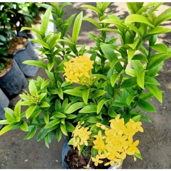 Jual Tanaman Bunga Asoka Kuning rimbun / Bunga Suko Kuning | Shopee ...