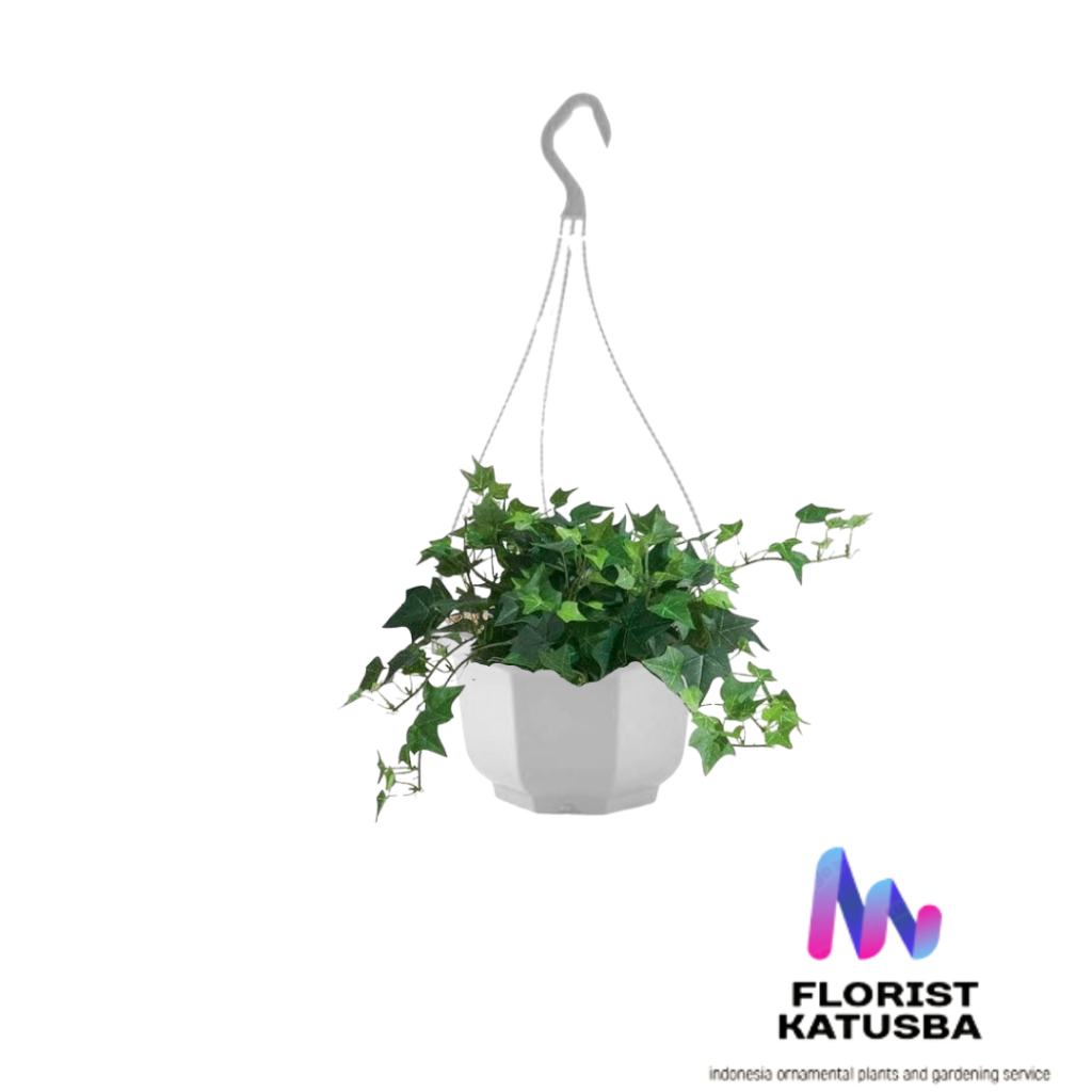 Jual tanaman hias gantung English Ivy green - hedera helix green ripple ...