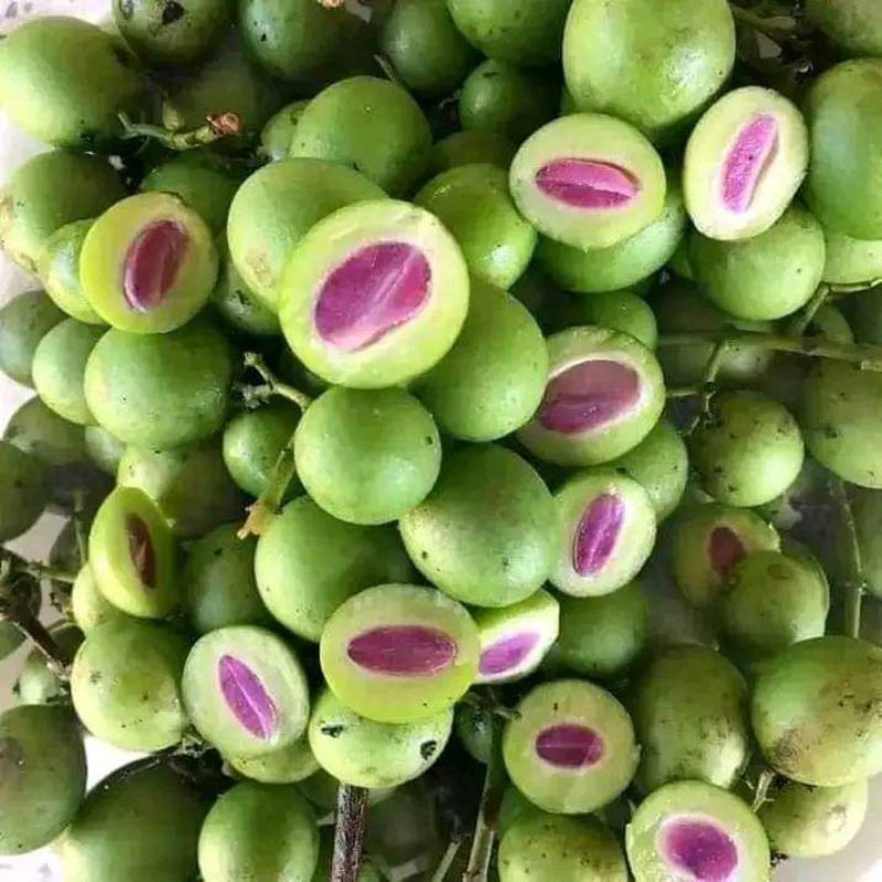 Jual Buah Gandaria atau jatake (promo lebih hemat) | Shopee Indonesia